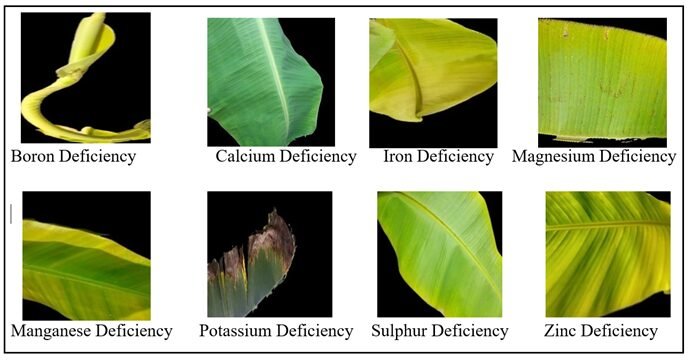 Image-based nutrient deficiency detection in banana (Musa acuminata ...